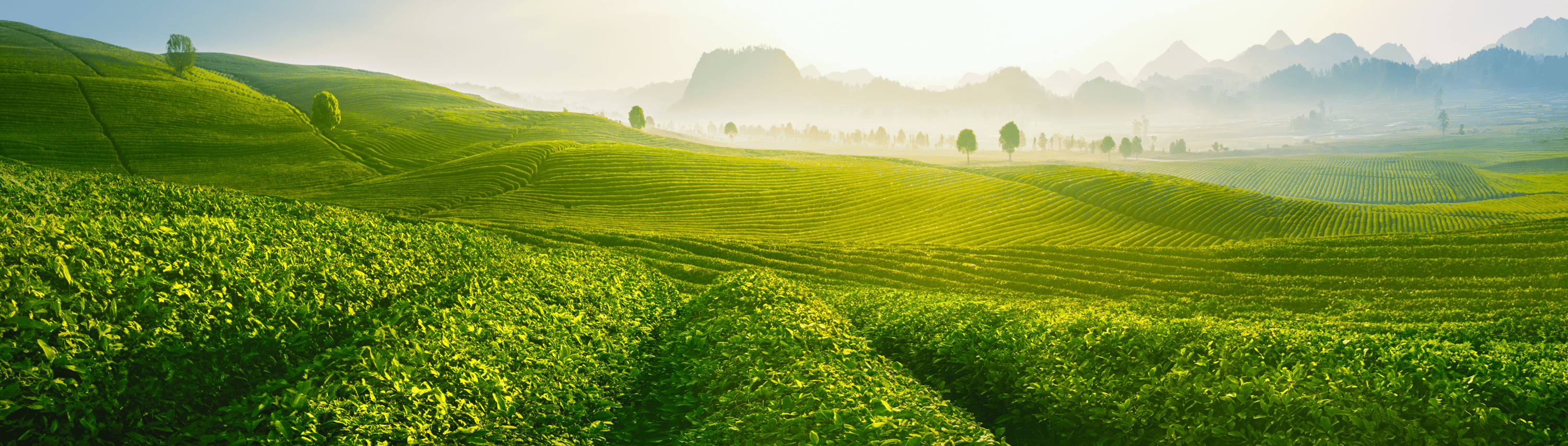 SupaGard | Depth Filters | Amazon Filters